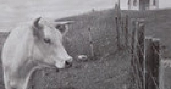 Warren Love Band: Warren Love Band (Elite) | Elsewhere by Graham Reid